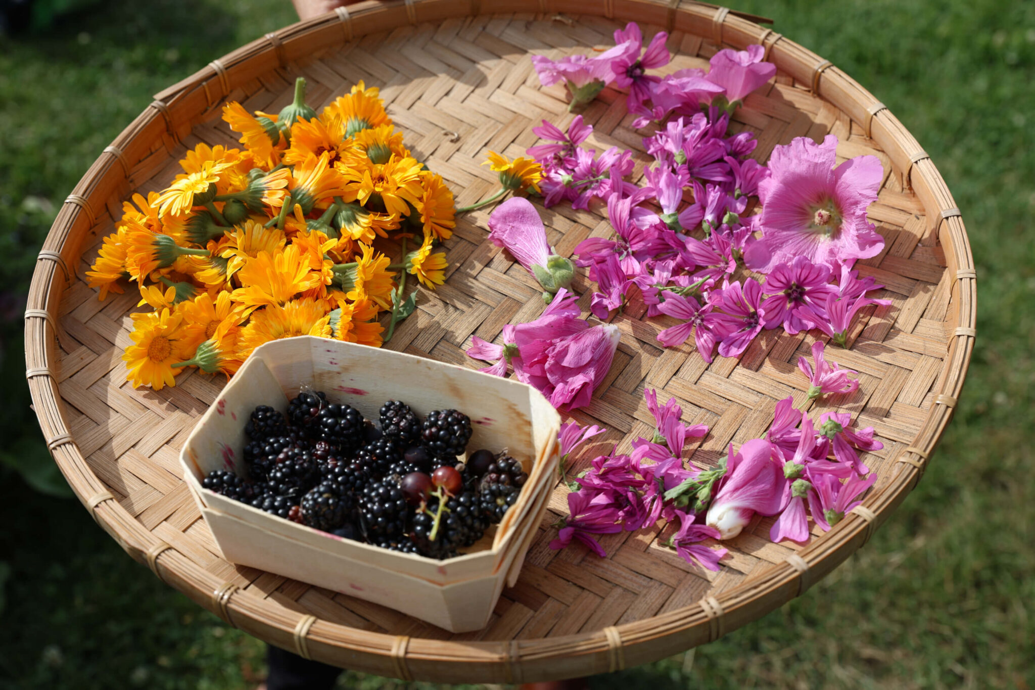 Public Events - UWC Robert Bosch College